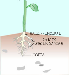 ANATOMÍA PLANTAS - ¿CUALES SON LAS PARTES DE LAS PLANTAS?